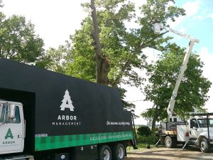 Expert Tree Services in Madison & St. Claire Counties